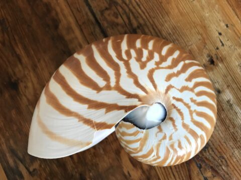 How to Draw a Fibonacci Shell - Sketchbook Art - Alison Hazel Art